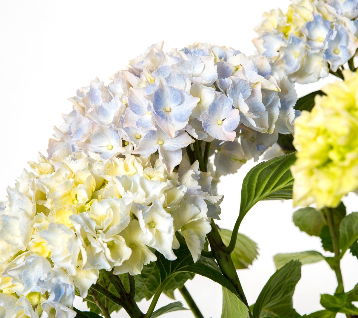 Hortensie Everbloom Blue Wonder - Hydrangea macrophylla Everbloom Blue ...