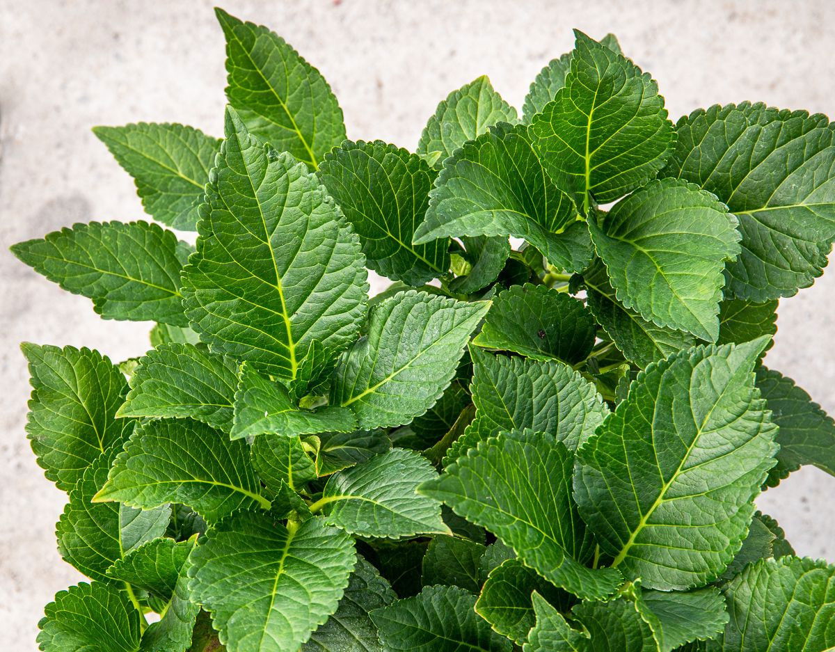 Hortensie Hot Red Purple - Hydrangea macrophylla Hot Red Purple günstig ...