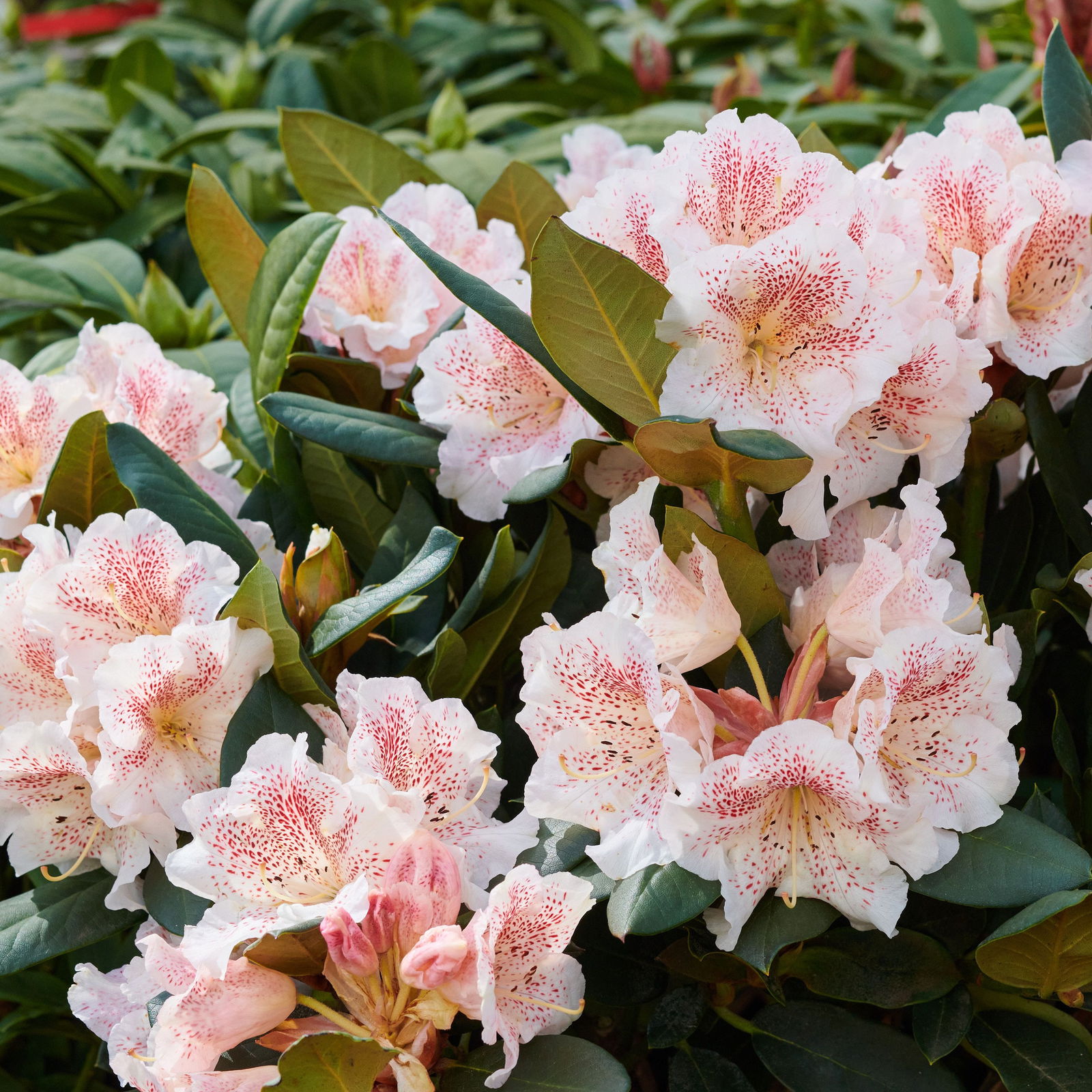 Großblumiger Rhododendron Double Dots - Rhododendron Hybride Double ...