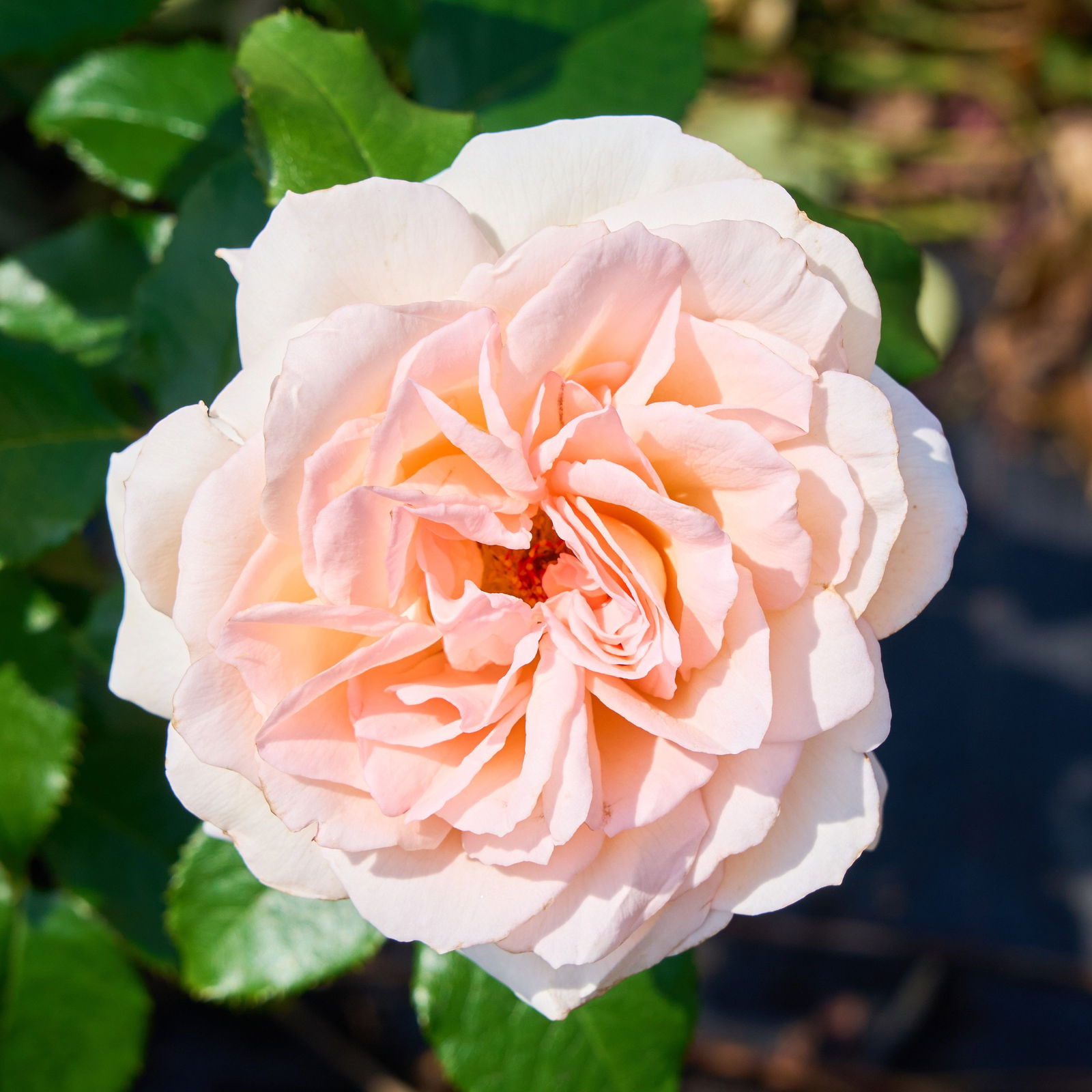 Rose Chandos Beauty ® - Rosa Chandos Beauty ® günstig kaufen