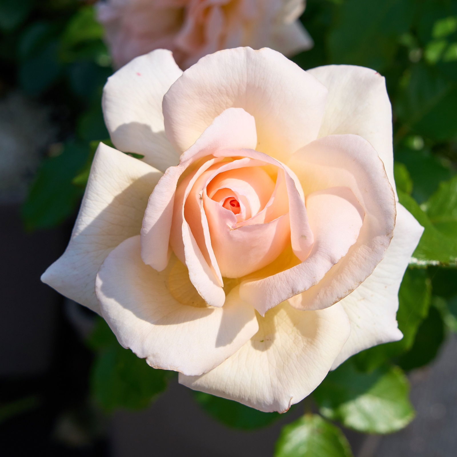 Rose Chandos Beauty ® - Rosa Chandos Beauty ® günstig kaufen