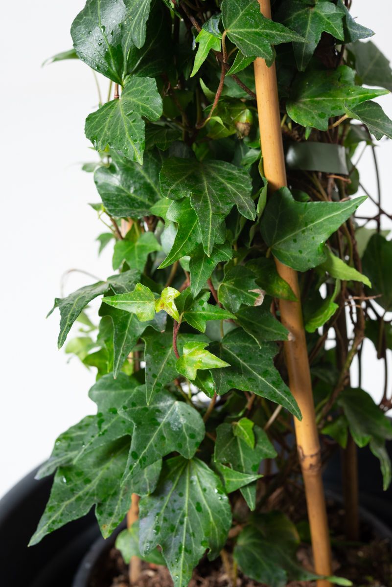 Gold-grüner Efeu - Hedera Helix Goldheart günstig kaufen