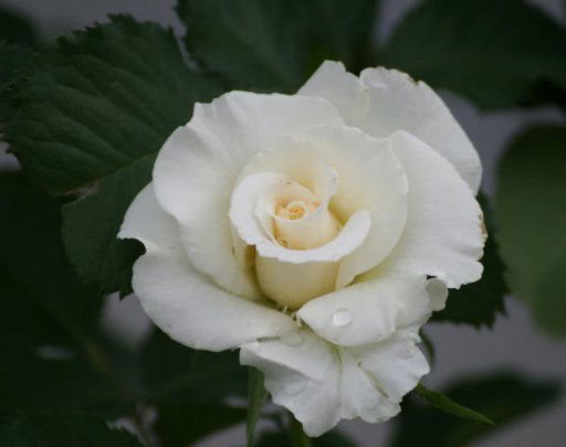 Rose Margaret Merril ® - Rosa Margaret Merril ® günstig kaufen