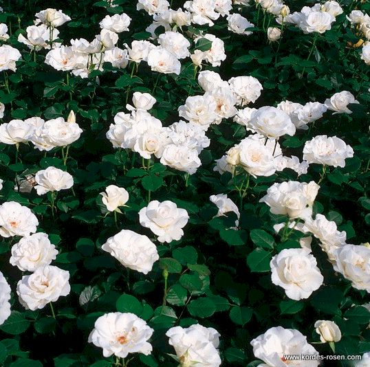 Rose Margaret Merril® - Rosa Margaret Merril® günstig kaufen