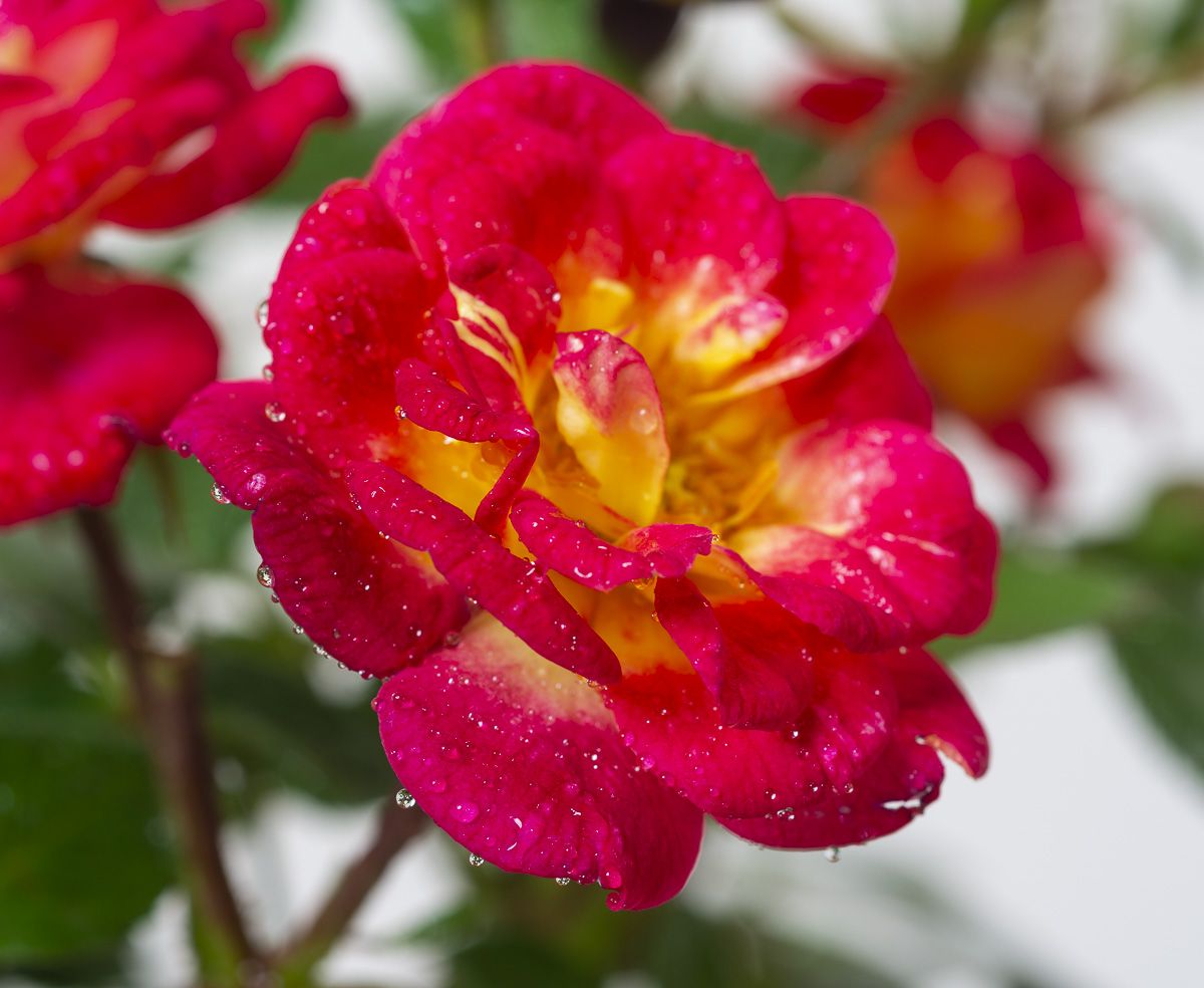 Zwergrose Cha Cha - Rosa Cha Cha günstig kaufen