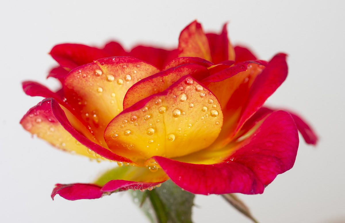 Zwergrose Cha Cha - Rosa Cha Cha günstig kaufen