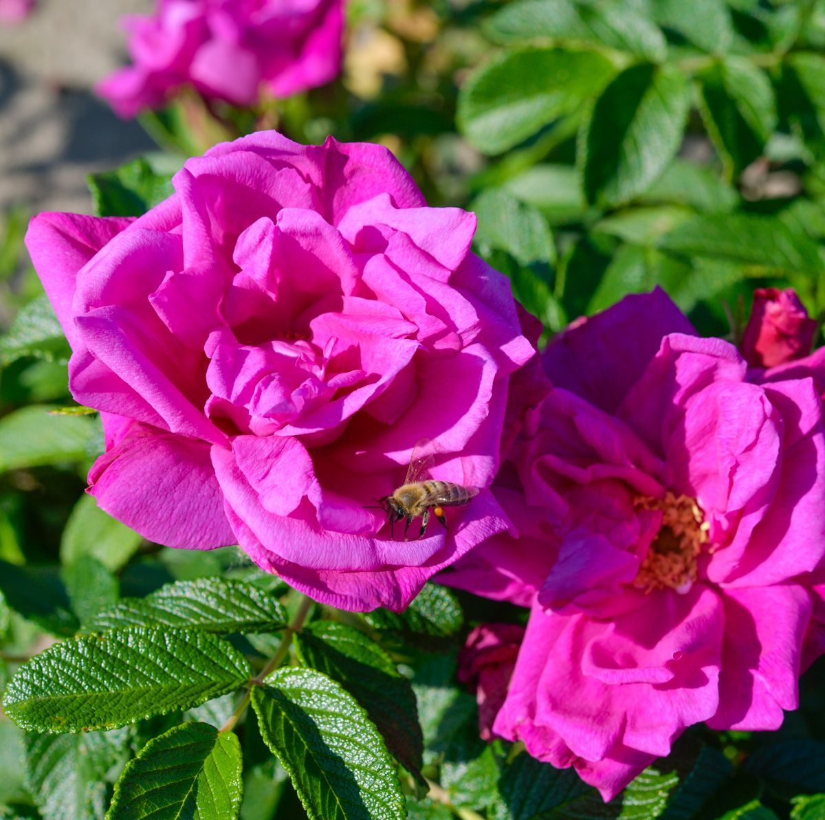 Rose Apart - Rosa Apart günstig online kaufen