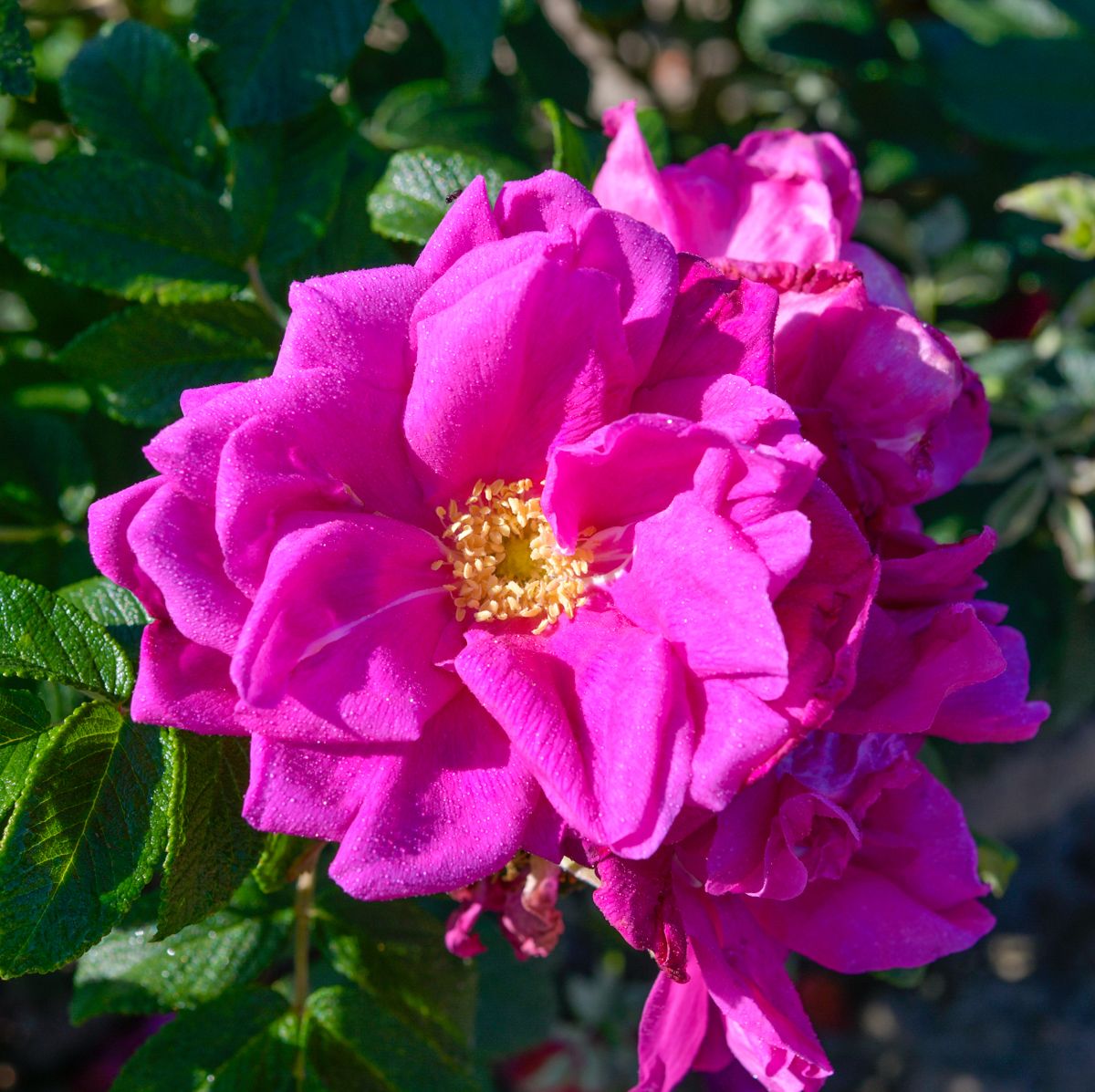 Rose Apart - Rosa Apart günstig online kaufen