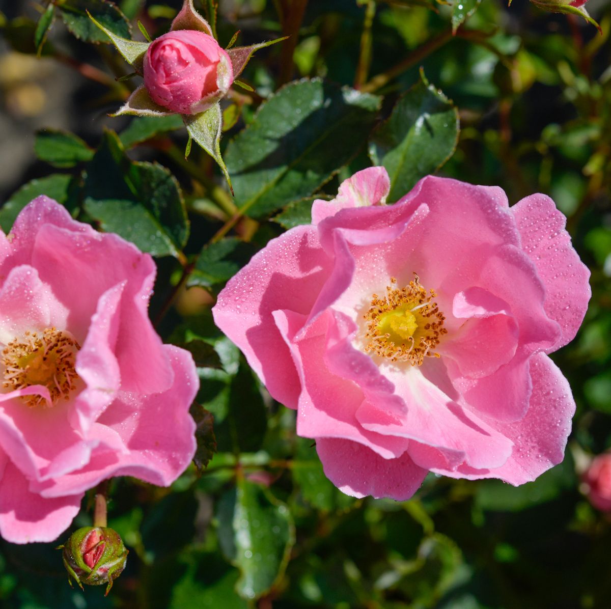 Rose Sommerwind® - Rosa Sommerwind® günstig kaufen