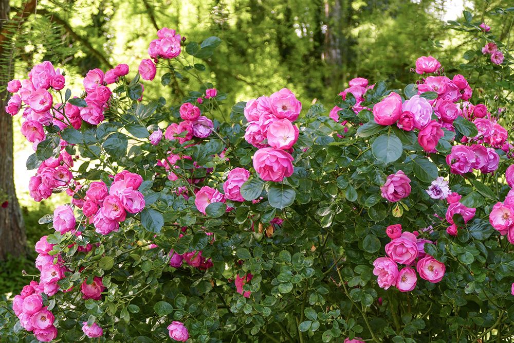 Strauchrose Angela - Rosa Angela günstig kaufen