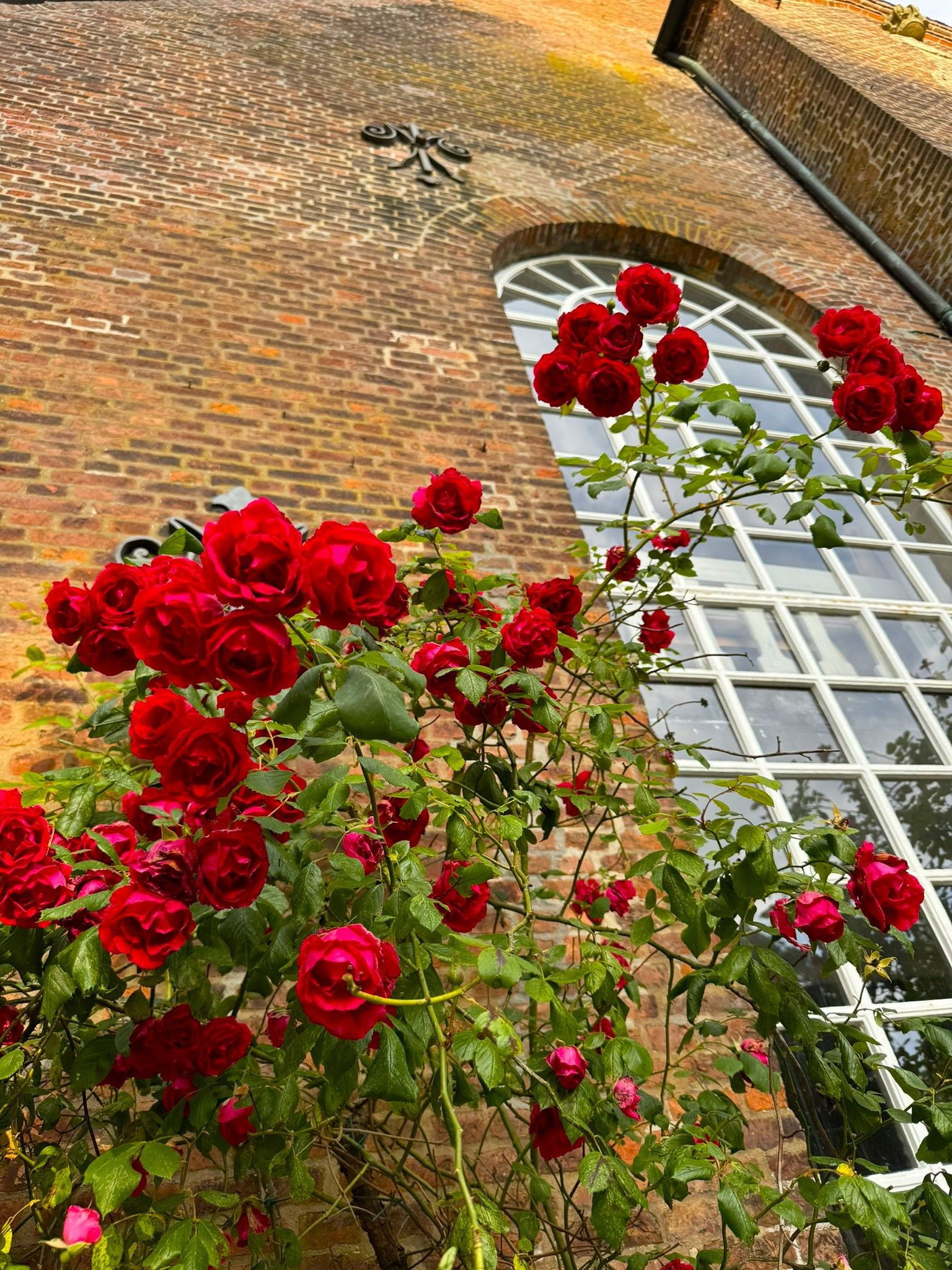 Kletterrose Santana ® - Rosa Santana ® günstig kaufen