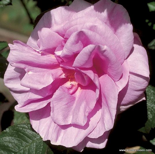 Rose Delicia ® - Rosa Delicia ® günstig kaufen