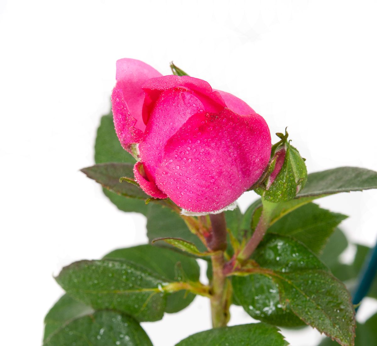 Rosa Desiree - Rose Desiree | jetzt günstig online kaufen bei ...