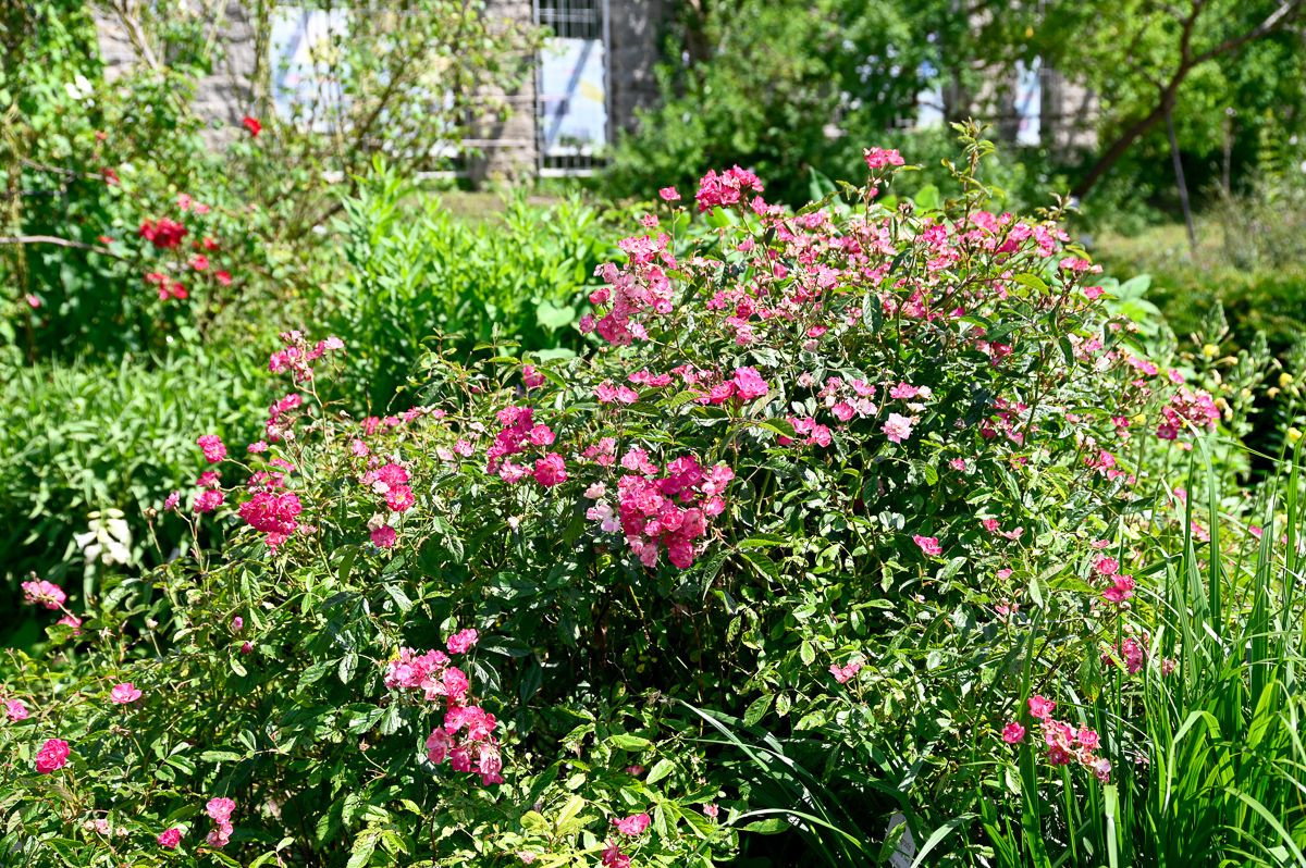 Strauchrose Robin Hood - Rosa Robin Hood günstig kaufen