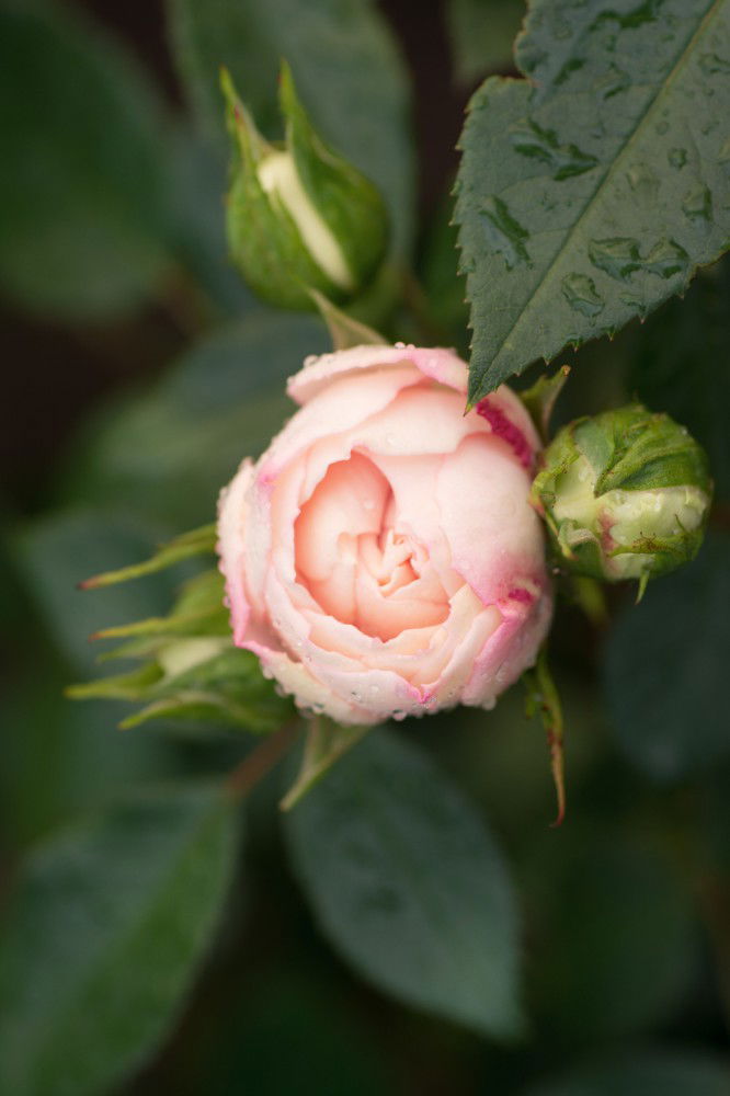 Strauchrose Rokoko ® - Rosa Rokoko ® günstig kaufen