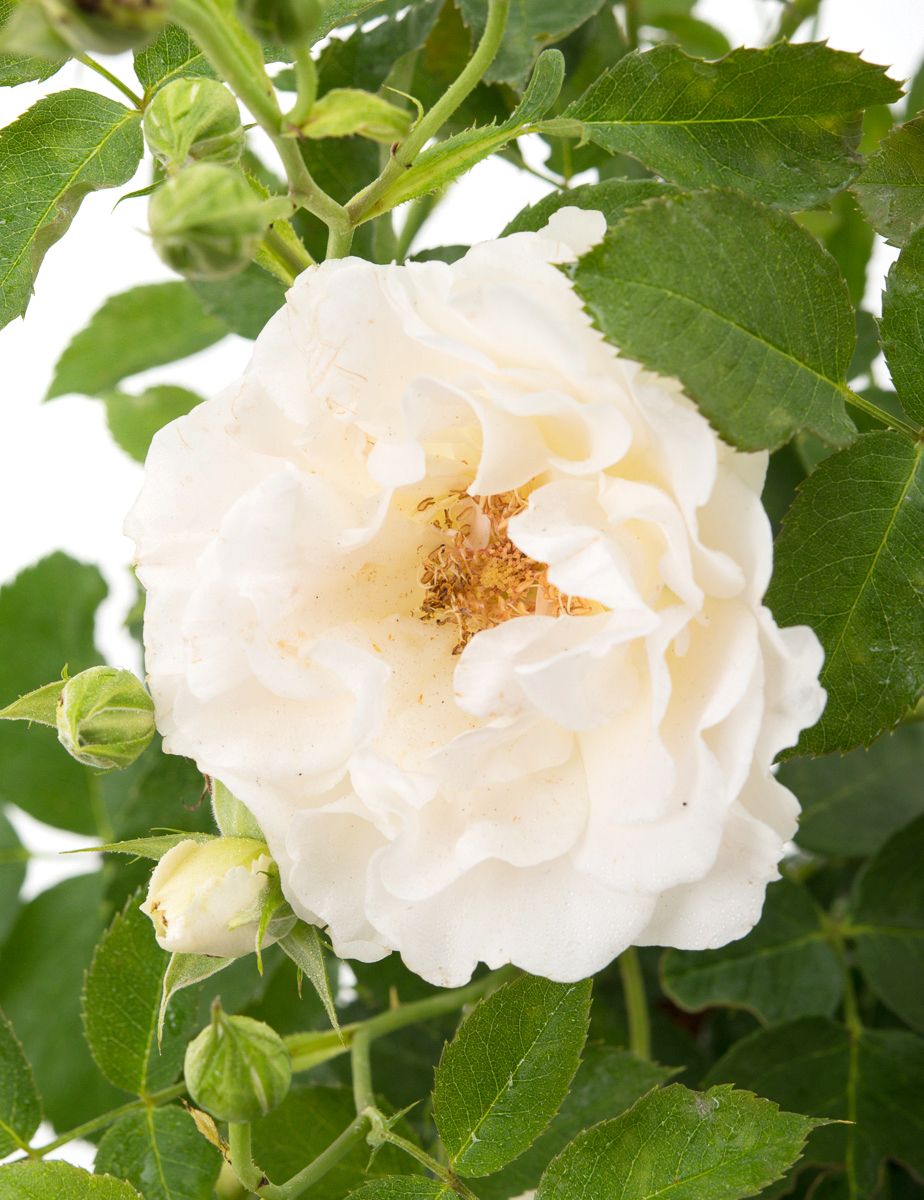 Strauchrose Rokoko ® - Rosa Rokoko ® günstig kaufen