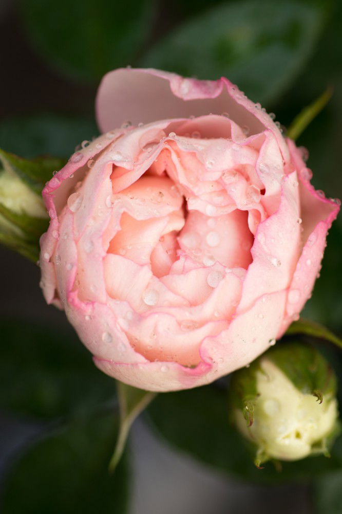 Strauchrose Rokoko ® - Rosa Rokoko ® günstig kaufen