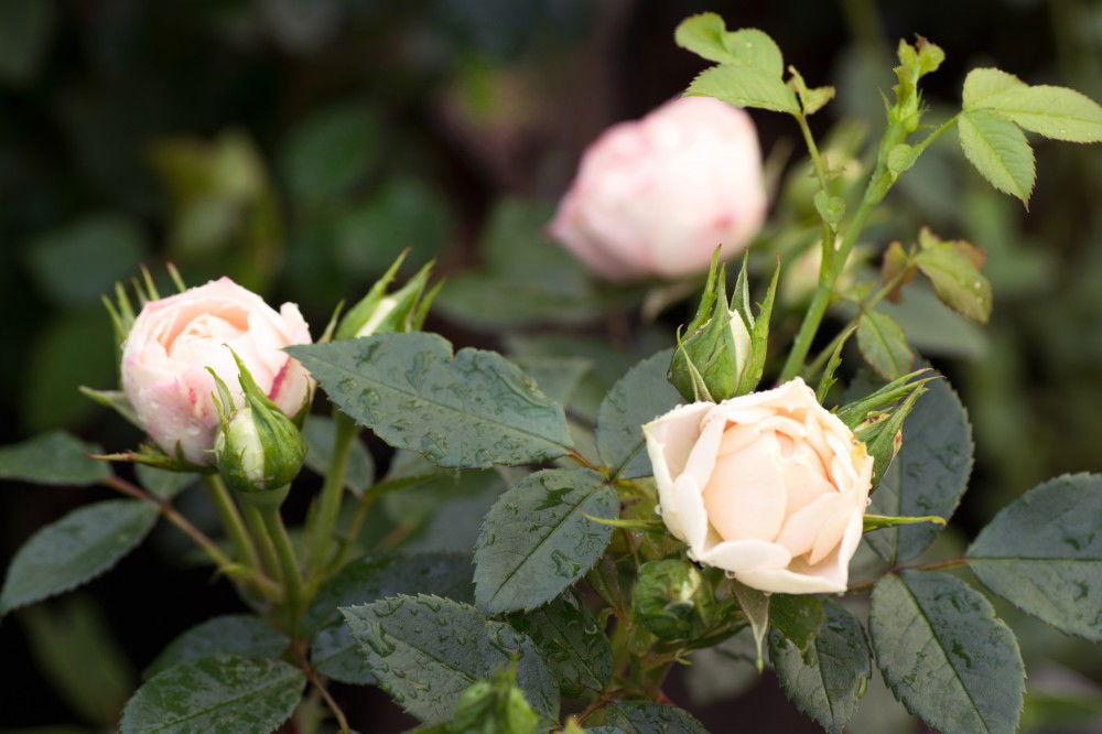 Strauchrose Rokoko ® - Rosa Rokoko ® günstig kaufen