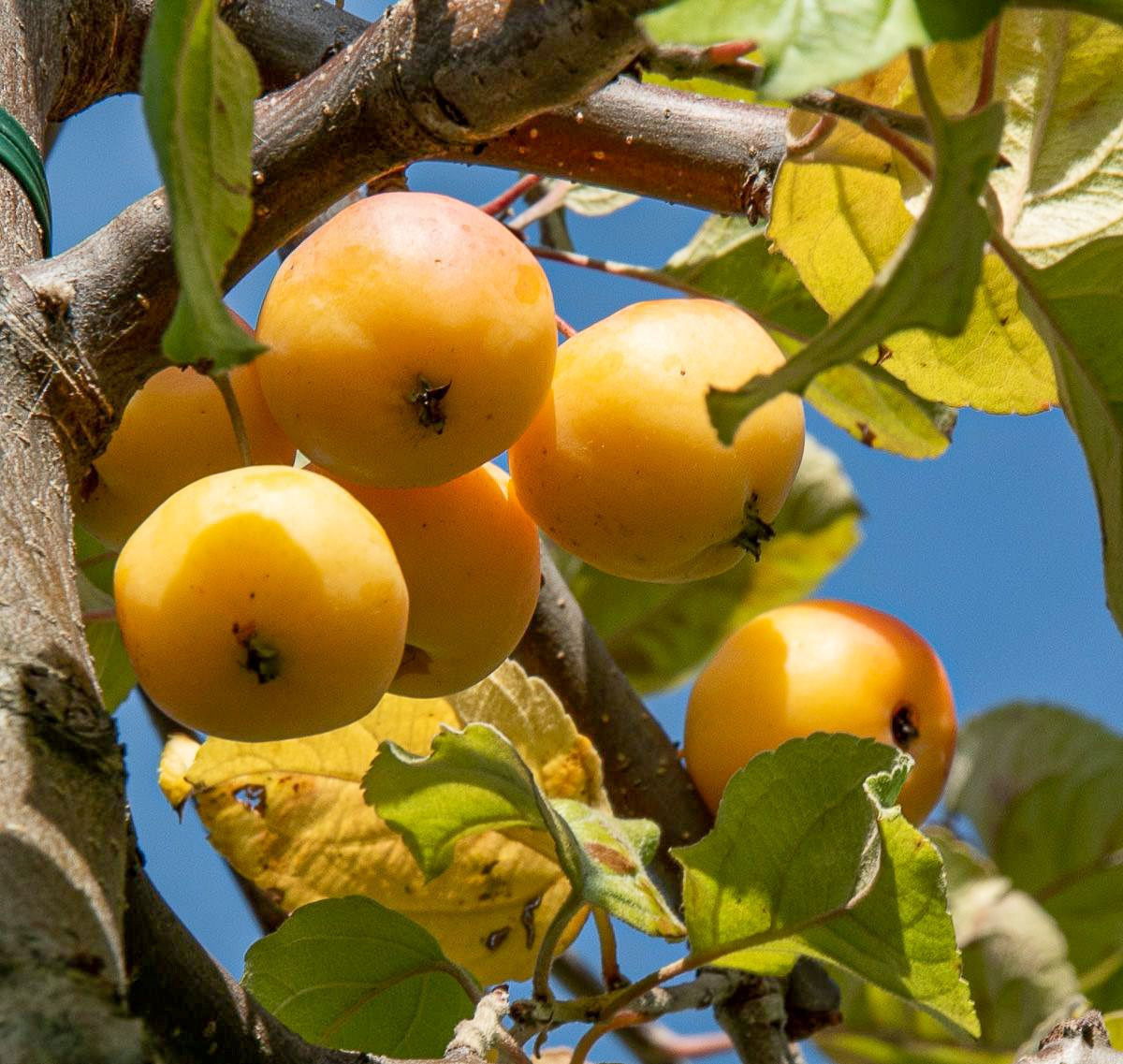 Zierapfel Butterball - Malus Butterball günstig kaufen