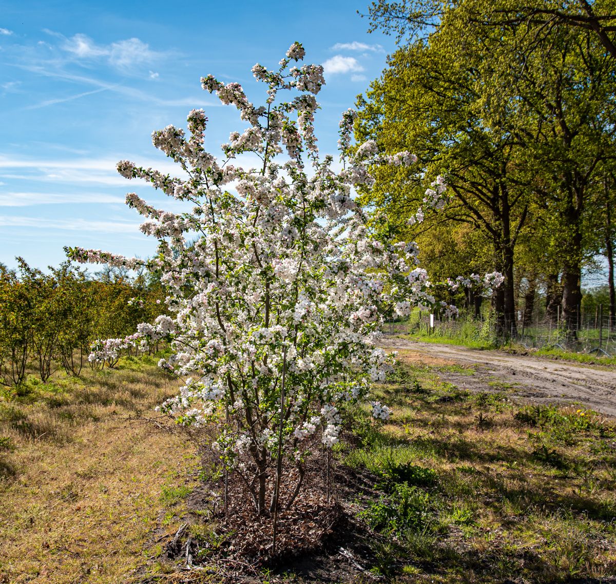 Zierapfel Butterball - Malus Butterball günstig kaufen