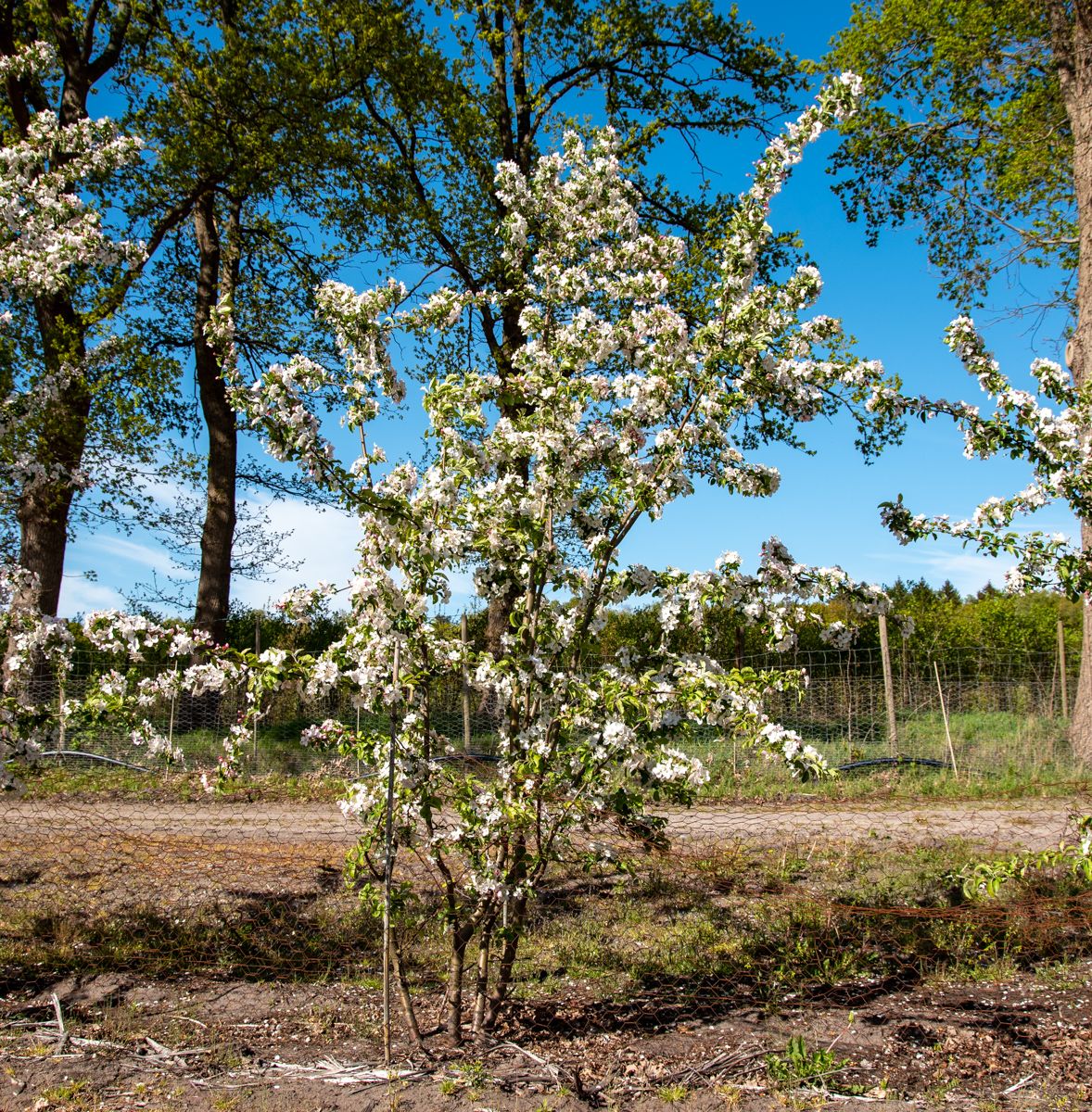 Zierapfel Butterball - Malus Butterball günstig kaufen