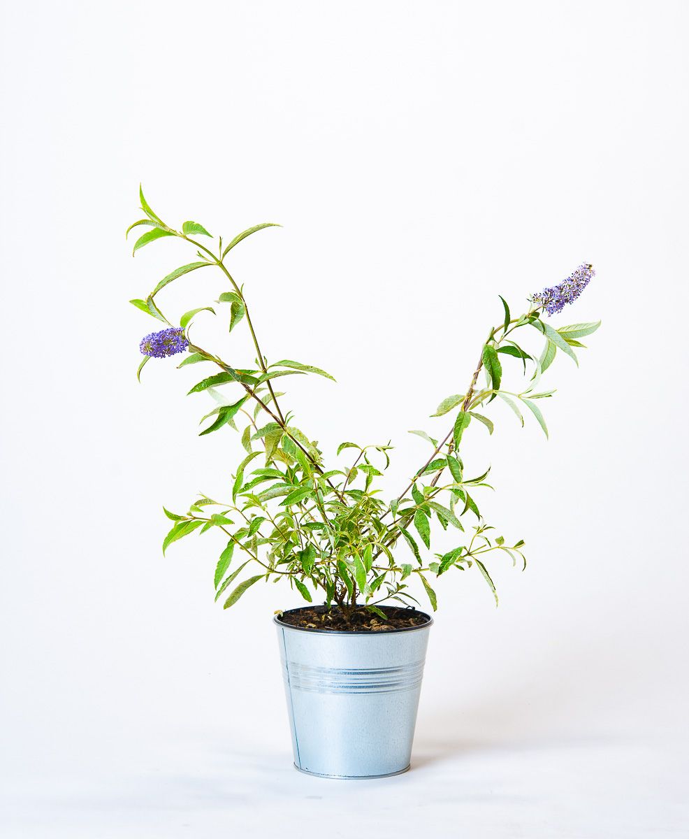 Sommerflieder Harlequin - Buddleja davidii Harlequin günstig kaufen