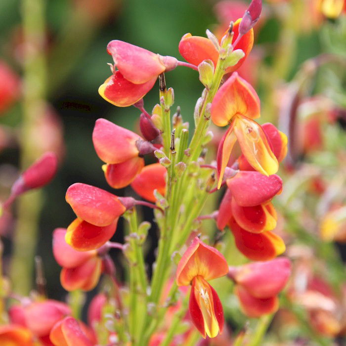 Edelginster Boskoop Ruby - Cytisus scoparius Boskoop Ruby günstig kaufen