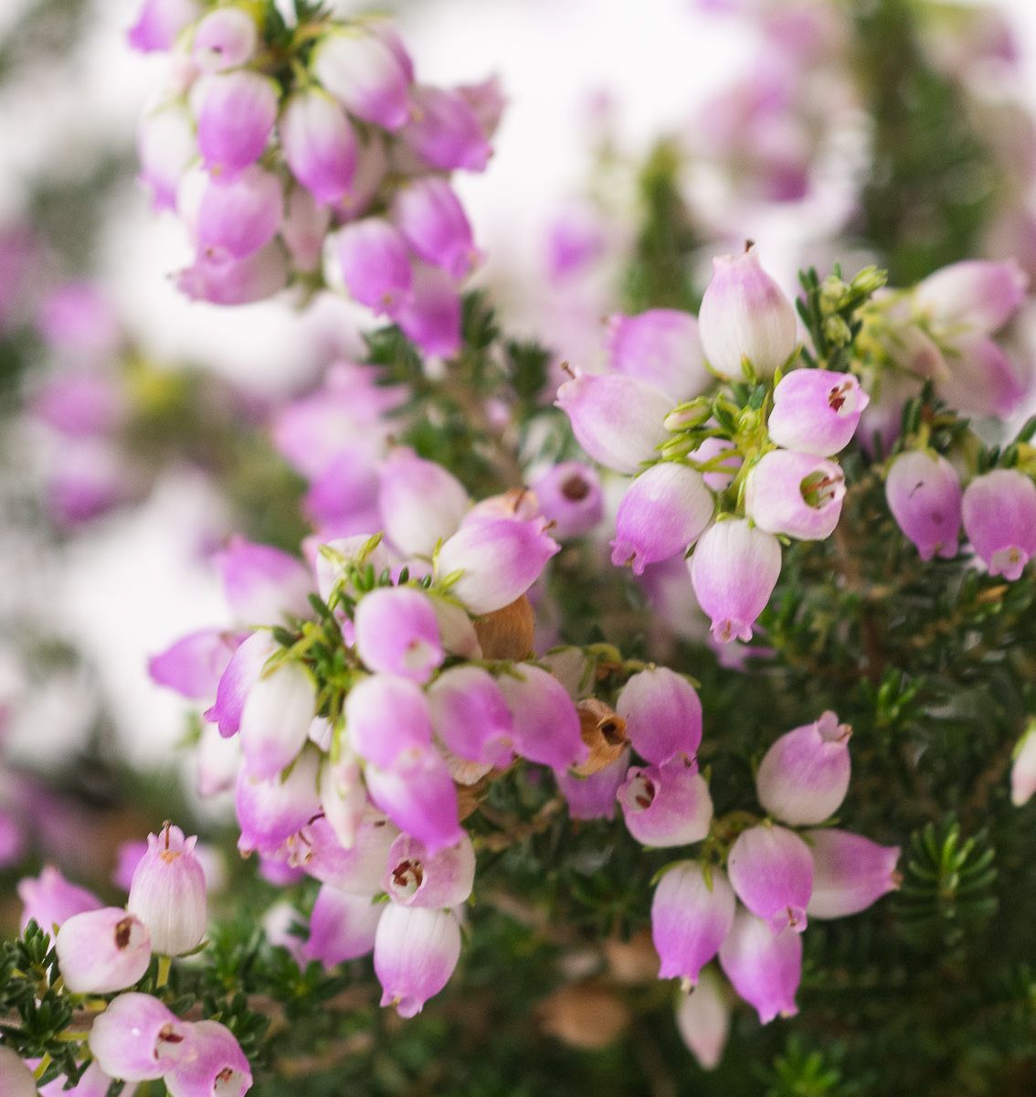 Grauheide C.D.Eason - Erica cinerea C.D.Eason günstig kaufen