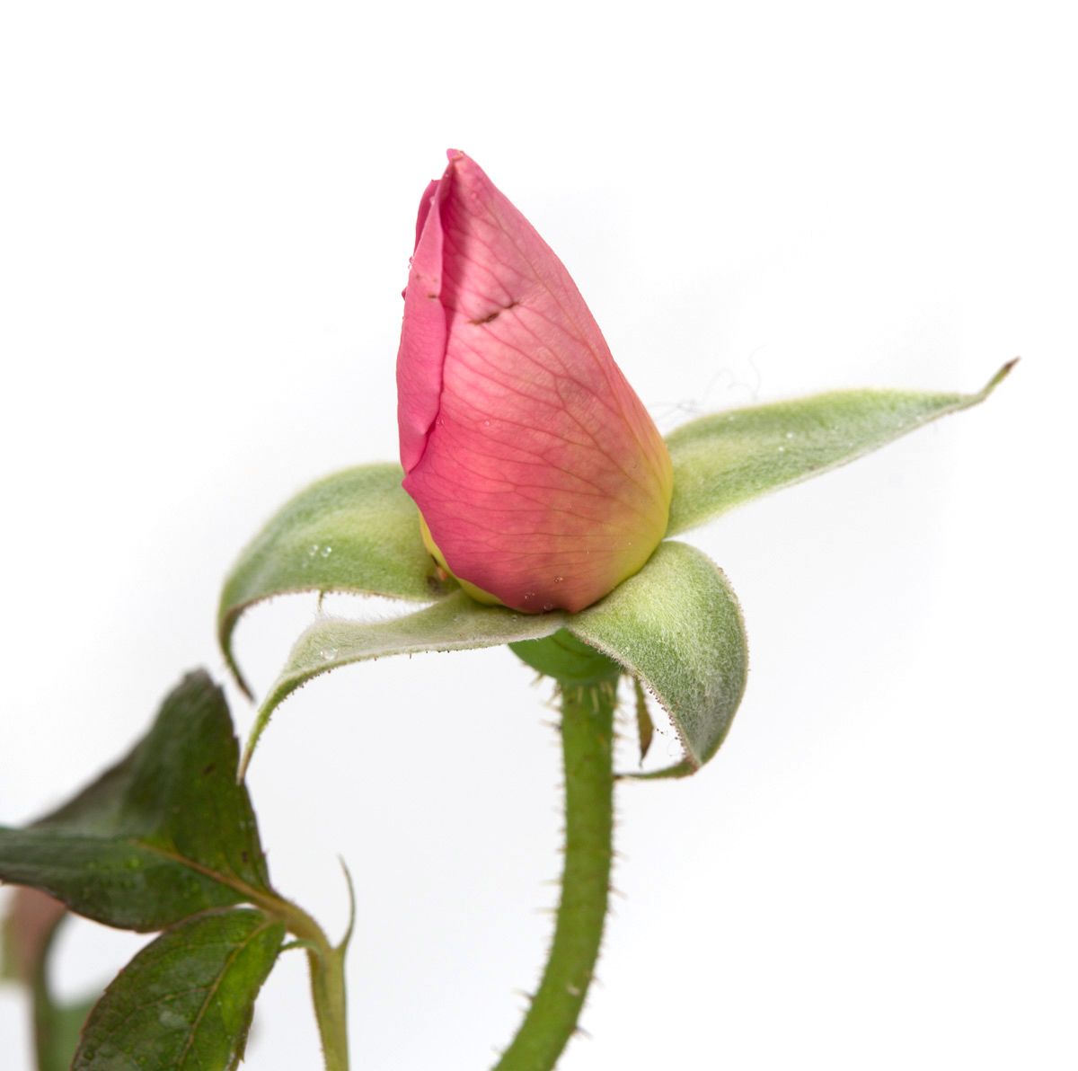 Strauchrose Delia - Rosa Delia günstig kaufen