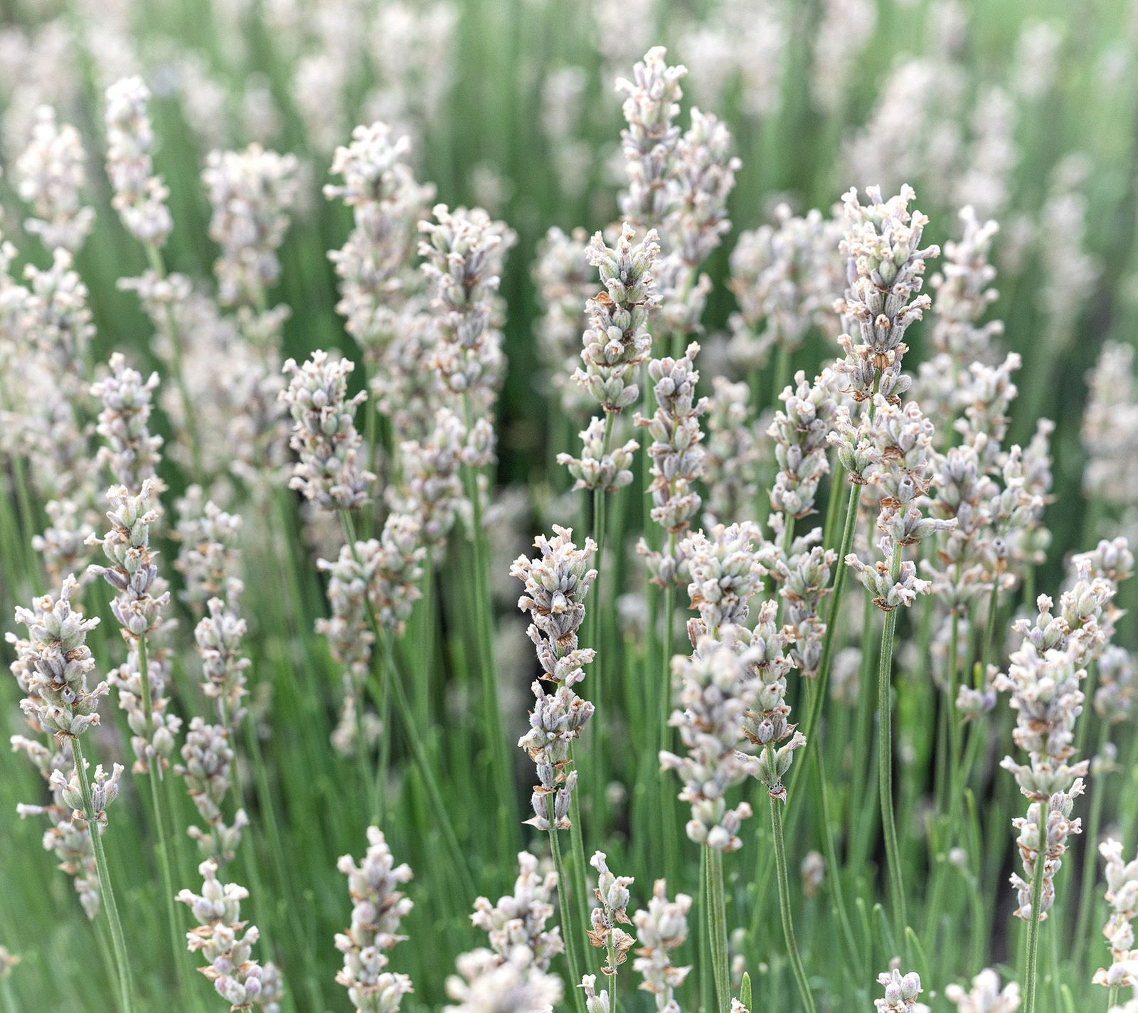 Lavendel Alba - Lavandula angustifolia Alba günstig kaufen