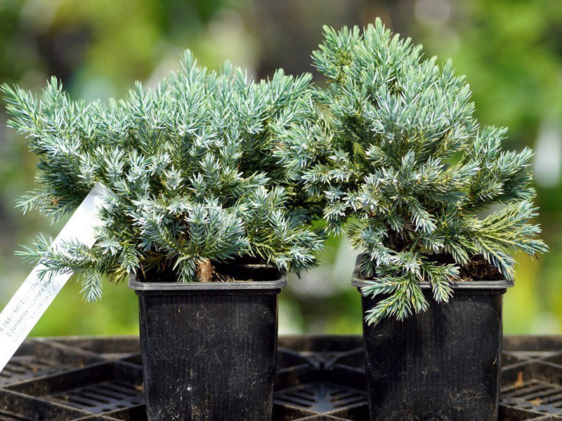 Blauer Kriech-Wacholder - Juniperus squamata Blue Carpet günstig kaufen