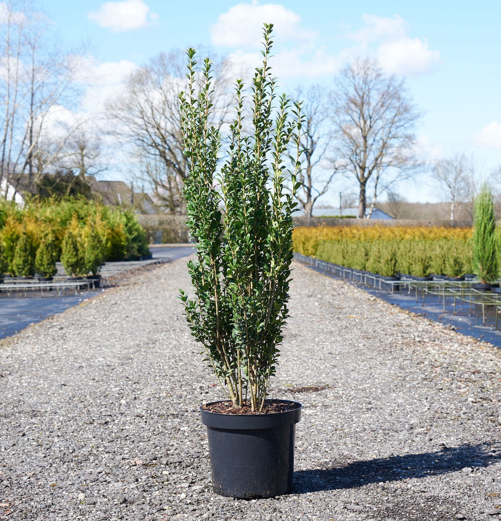 Säulen-Berg-Ilex - Ilex crenata Fastigiata günstig kaufen