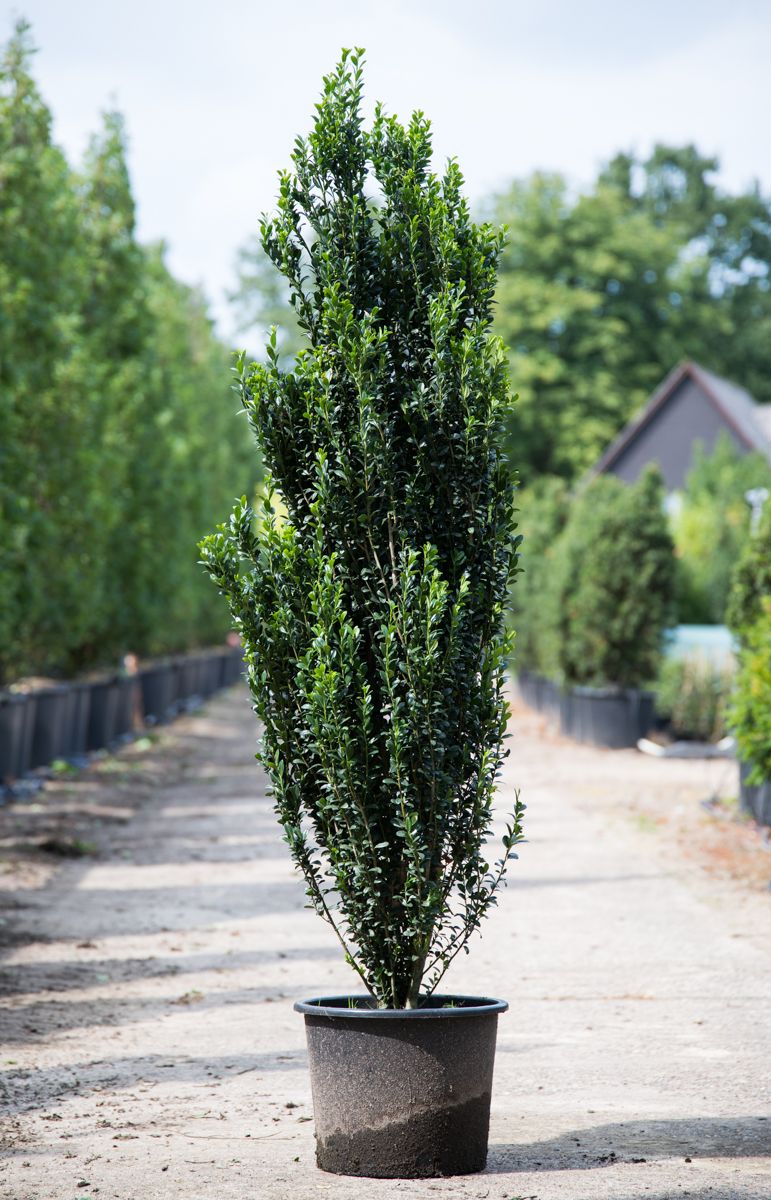 Säulen-Berg-Ilex - Ilex crenata Fastigiata günstig kaufen