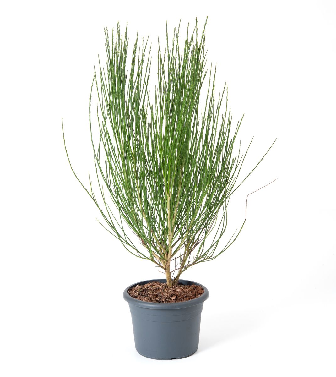 Edelginster Boskoop Ruby - Cytisus scoparius Boskoop Ruby günstig ...