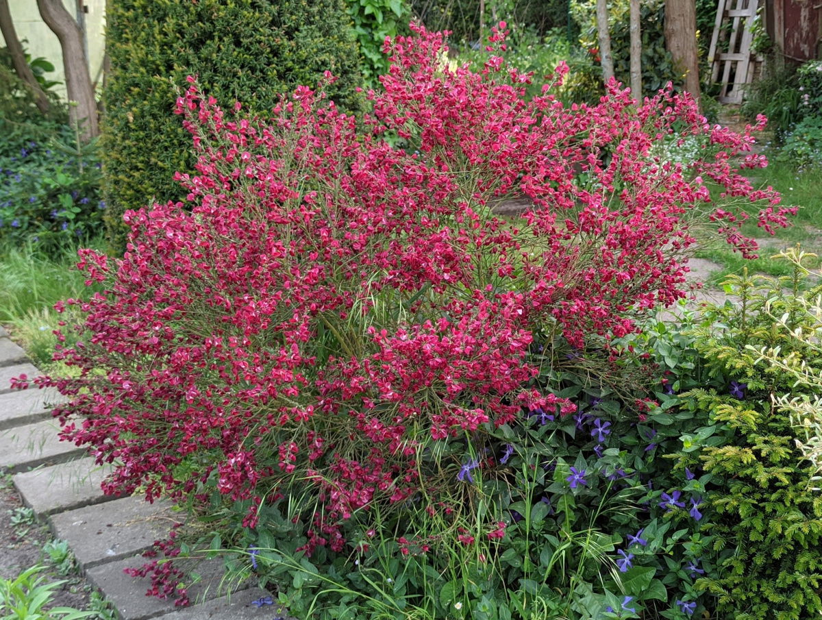 Edelginster Boskoop Ruby - Cytisus scoparius Boskoop Ruby günstig kaufen
