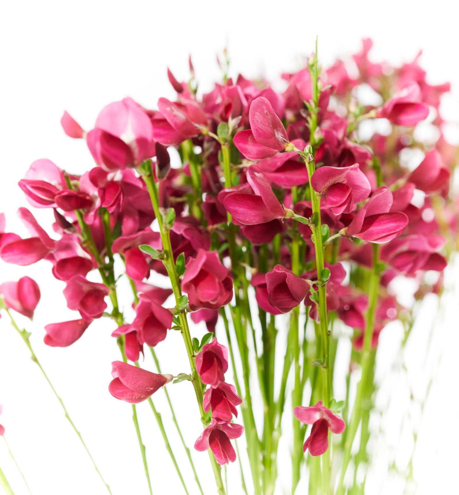 Edelginster Boskoop Ruby - Cytisus scoparius Boskoop Ruby günstig kaufen