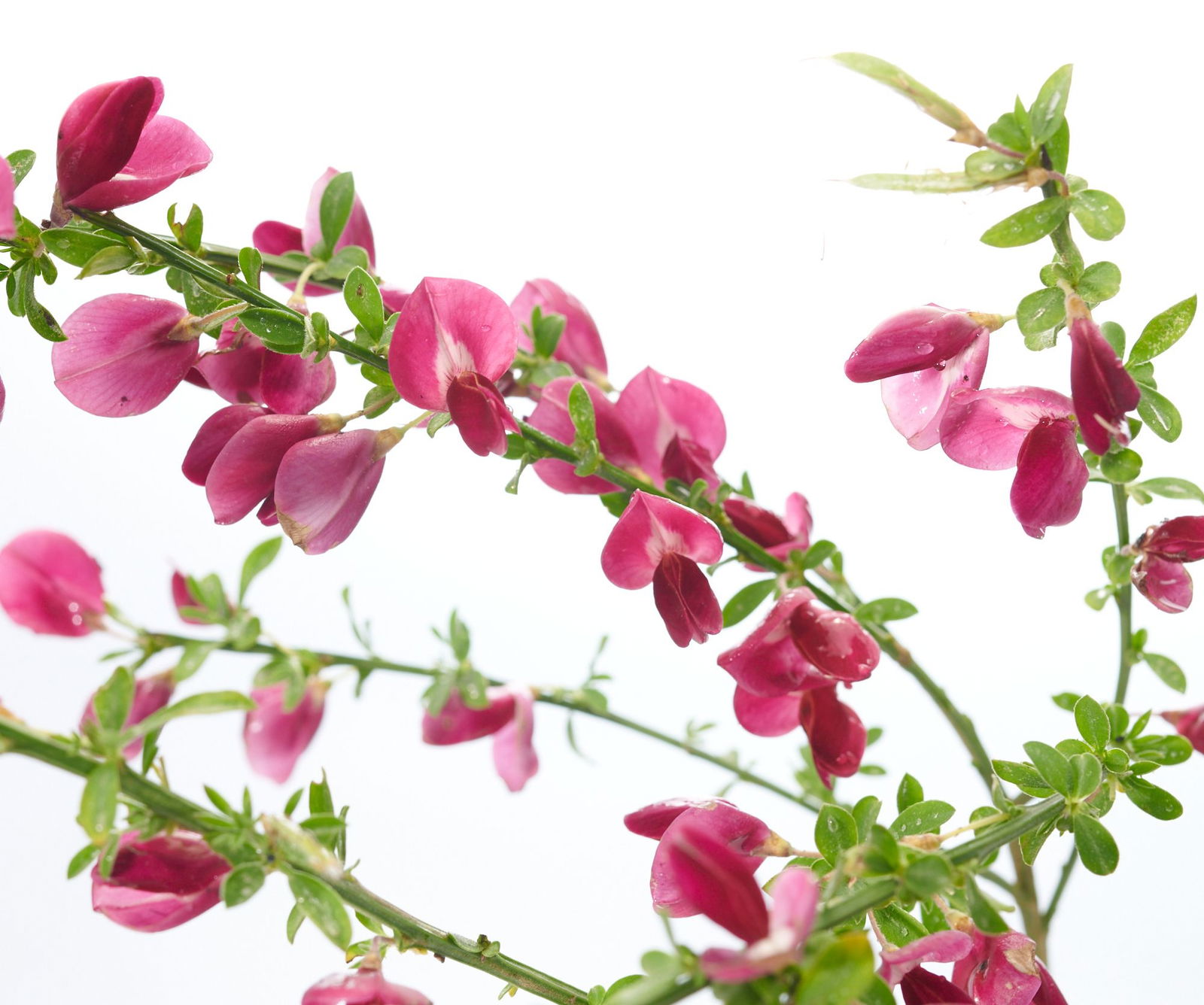 Edelginster Boskoop Ruby - Cytisus scoparius Boskoop Ruby günstig kaufen