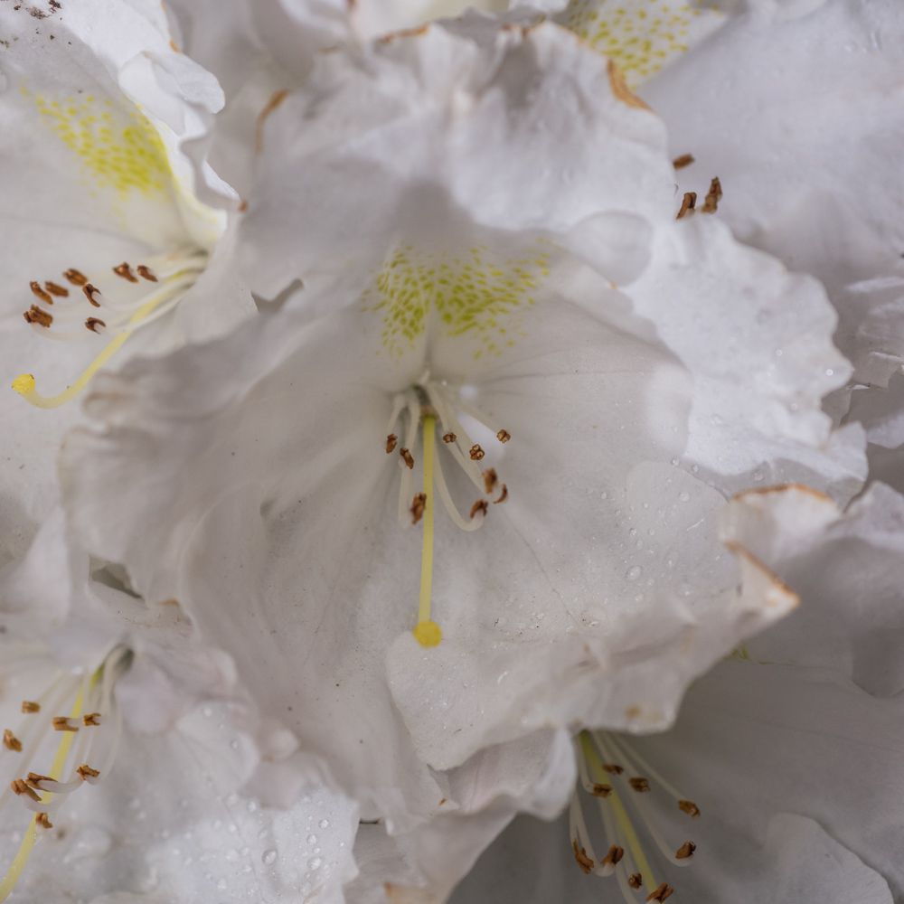 Rhododendron Silver Lady - Rhododendron yakushimanum Silver Lady ...