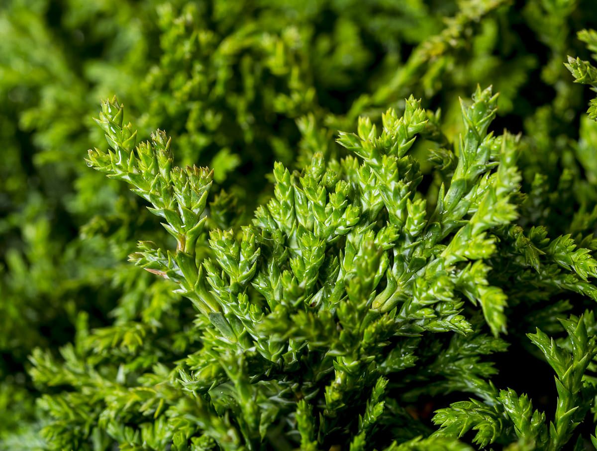 Zwerg-Mooszypresse 'Plumosa Compacta' - Chamaecyparis pisifera 'Plumosa ...