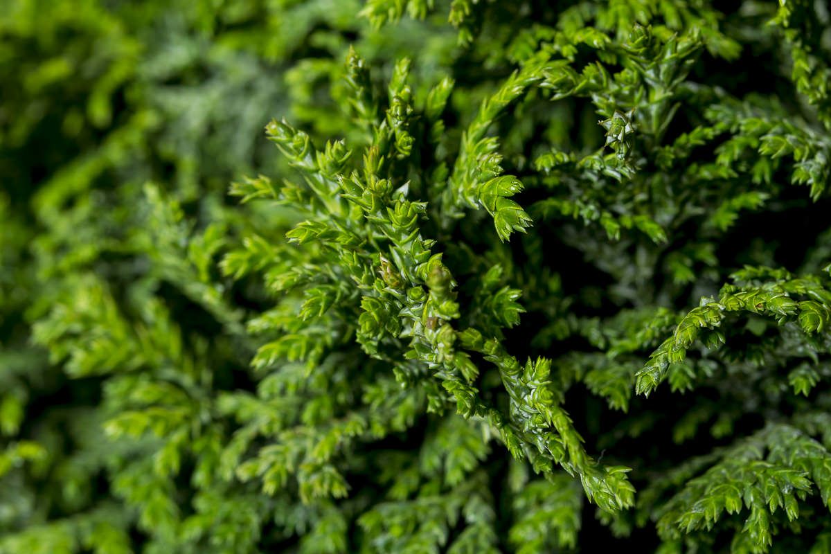 Zwerg-Mooszypresse 'Plumosa Compacta' - Chamaecyparis pisifera 'Plumosa ...