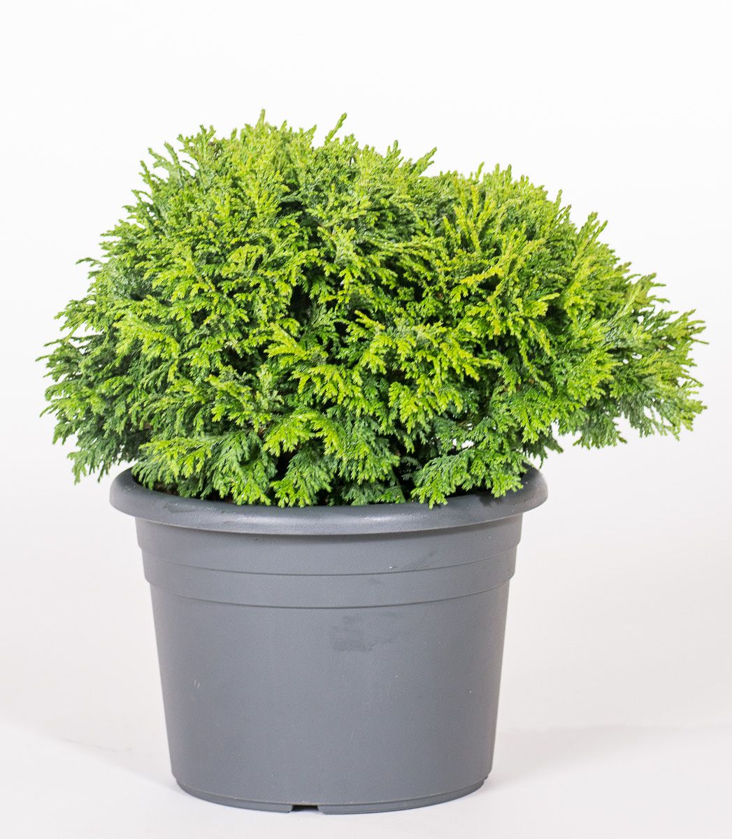 Zwerg-Mooszypresse 'Plumosa Compacta' - Chamaecyparis pisifera 'Plumosa ...