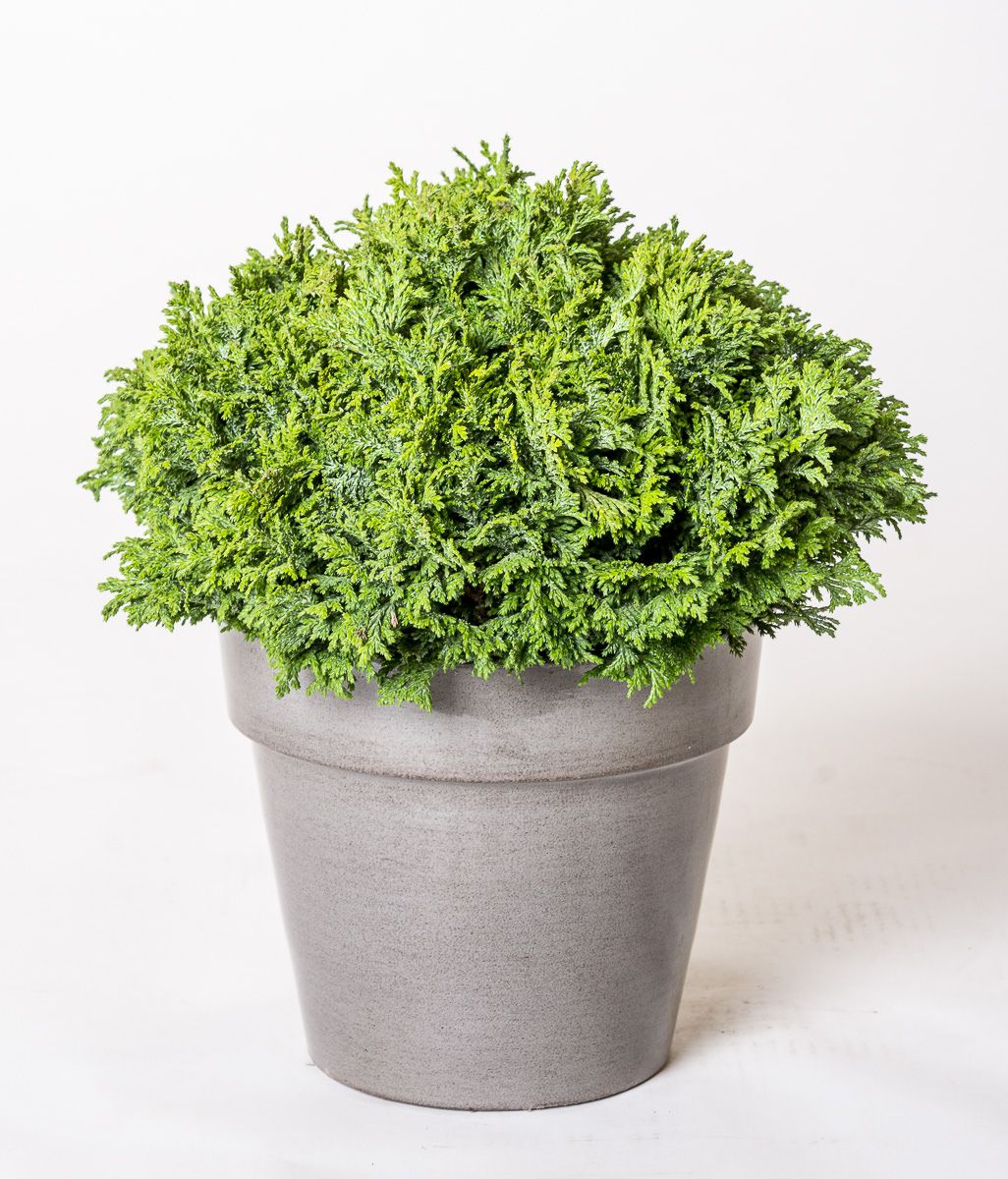Zwerg-Mooszypresse 'Plumosa Compacta' - Chamaecyparis pisifera 'Plumosa ...