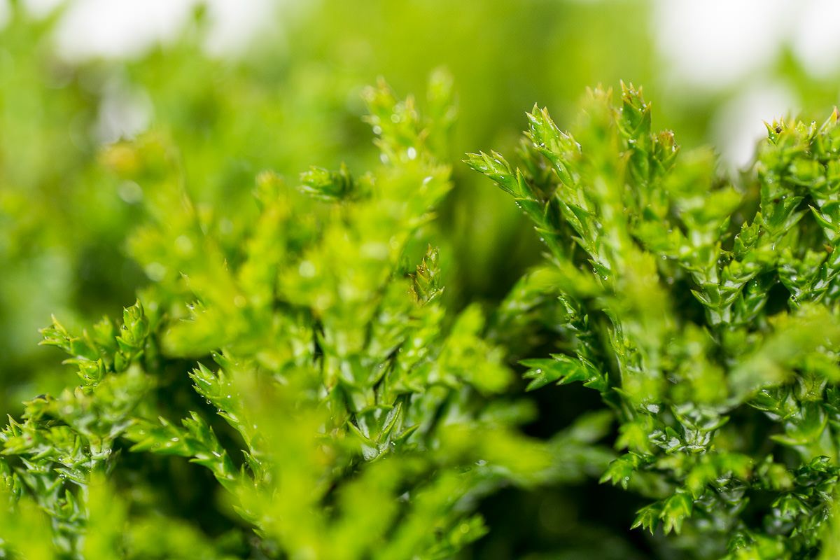 Zwerg-Mooszypresse 'Plumosa Compacta' - Chamaecyparis pisifera 'Plumosa ...