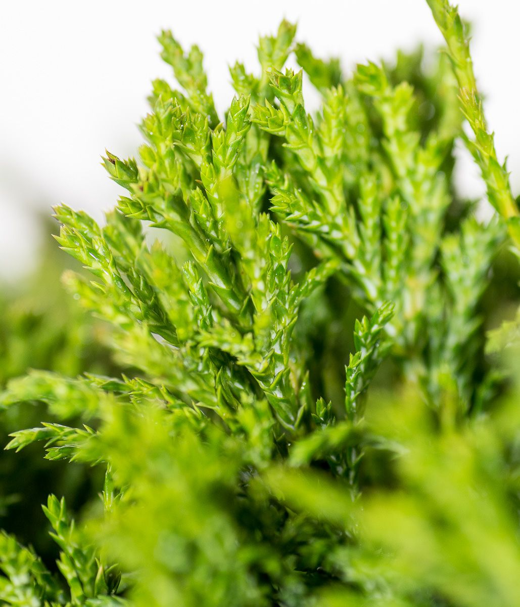 Zwerg-Mooszypresse 'Plumosa Compacta' - Chamaecyparis pisifera 'Plumosa ...