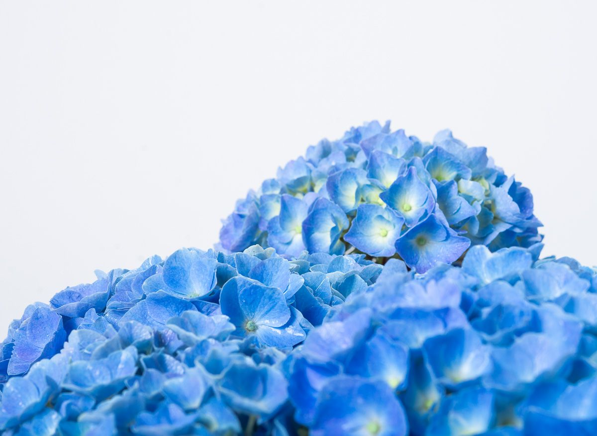 Bauernhortensie Forever & Ever Blue - Hydrangea macrophylla Forever ...