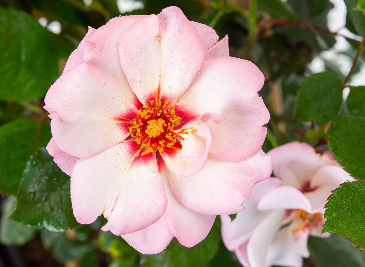 Strauchrose Alissar Princess of Phoenicia ® - Rosa Alissar Princess of ...