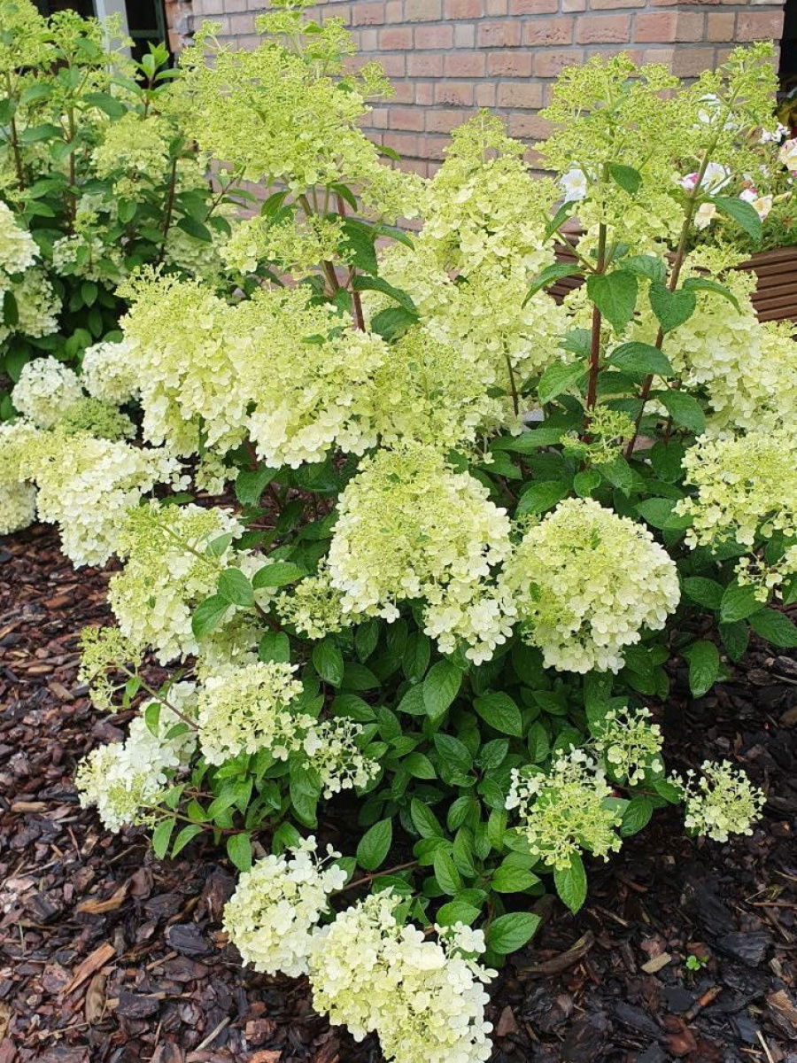 Rispenhortensie Bobo - Hydrangea paniculata Bobo® günstig kaufen