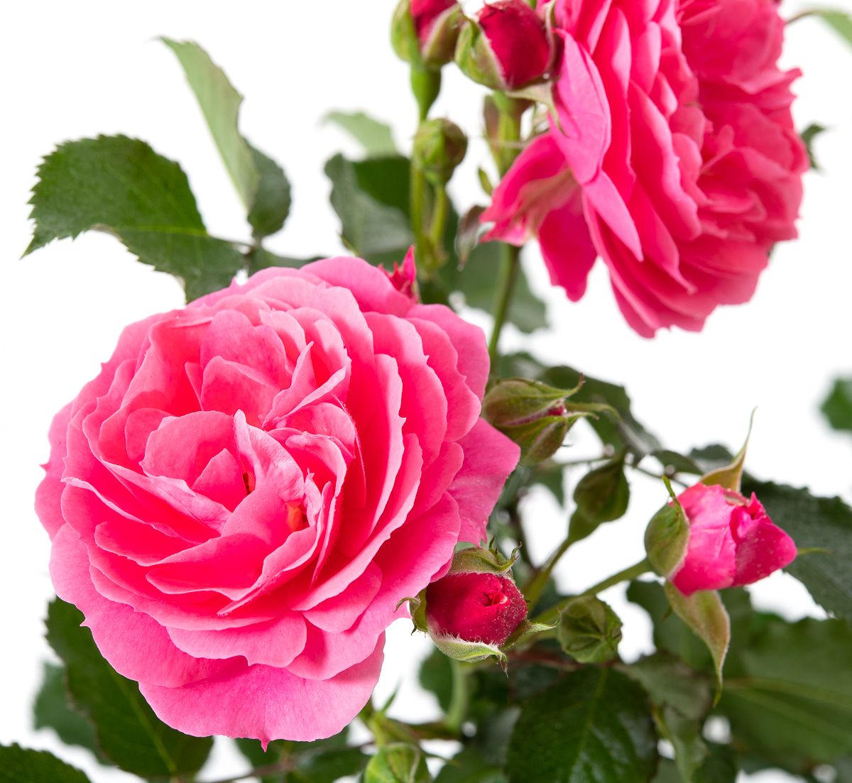 Beetrose Moin Moin ® - Rosa Moin Moin günstig kaufen