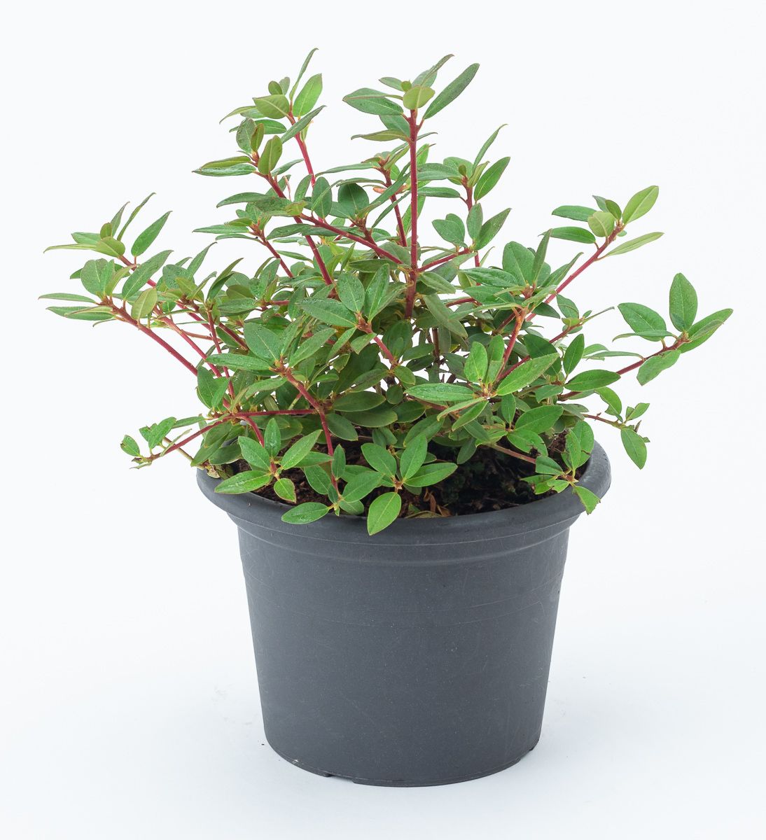 Rhododendron 'Ginny Gee' - Rhododendron keiskei 'Ginny Gee' günstig kaufen