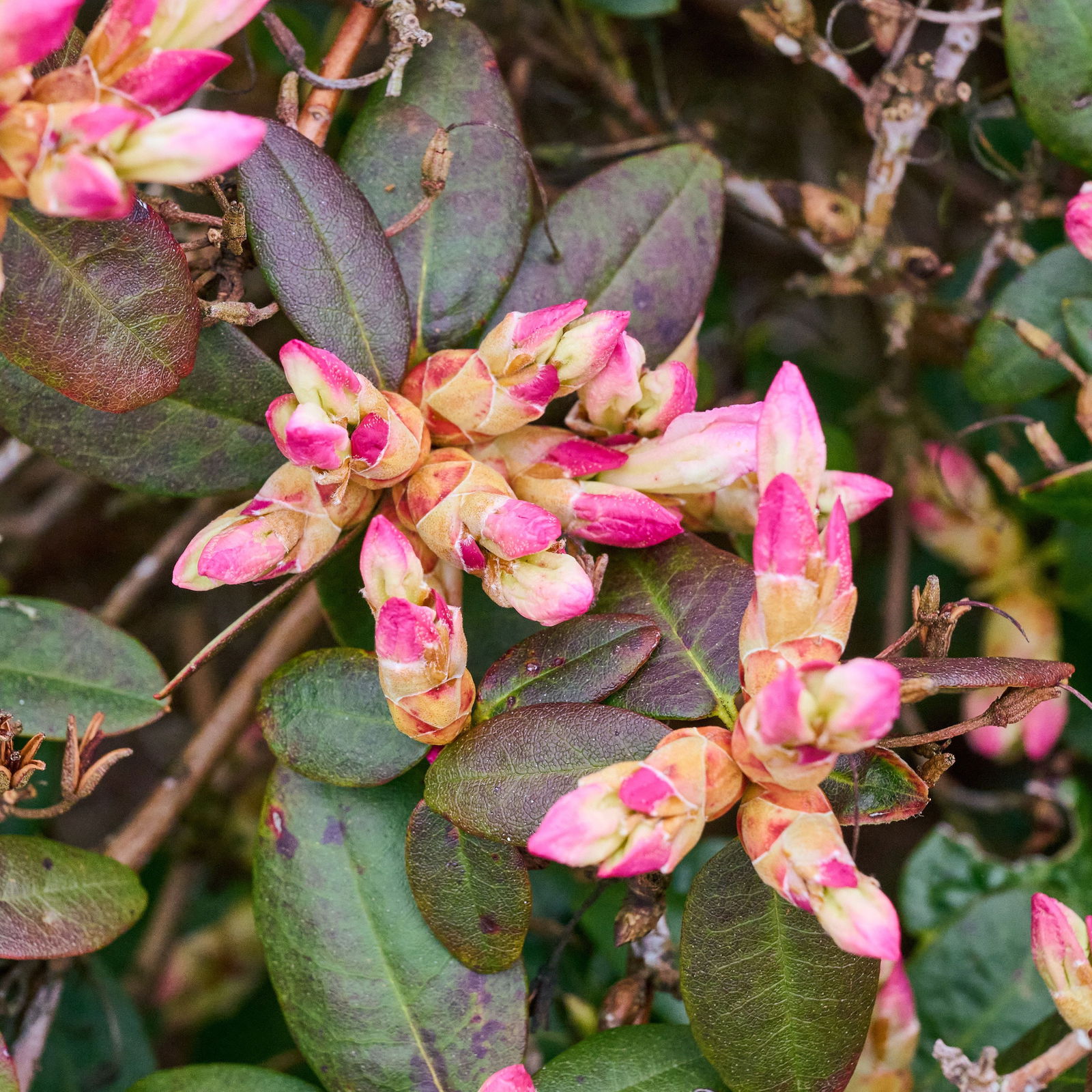 Rhododendron 'Ginny Gee' - Rhododendron keiskei 'Ginny Gee' günstig kaufen